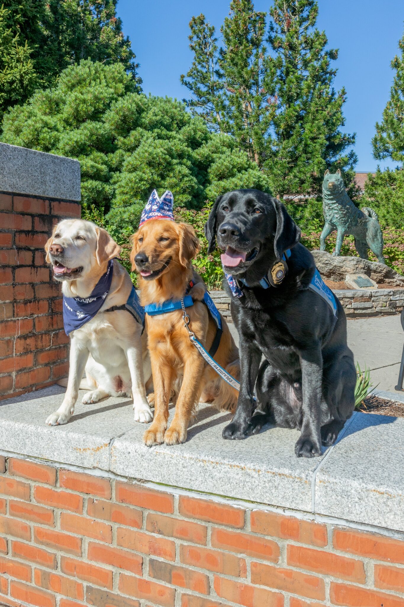 Meet the Dogs of UConn! – Seasons Magazines